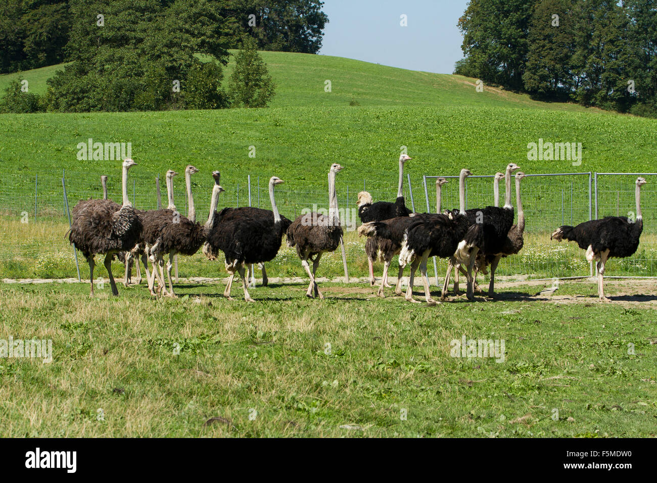 Common ostriches (Struthio camelus) on ostrich farm, captive, Rosenheim ...