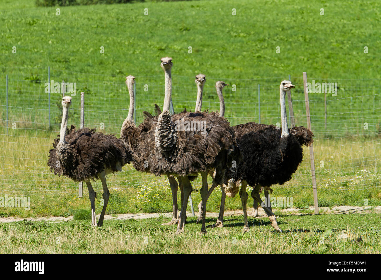 Common ostriches (Struthio camelus) on ostrich farm, captive, Rosenheim ...