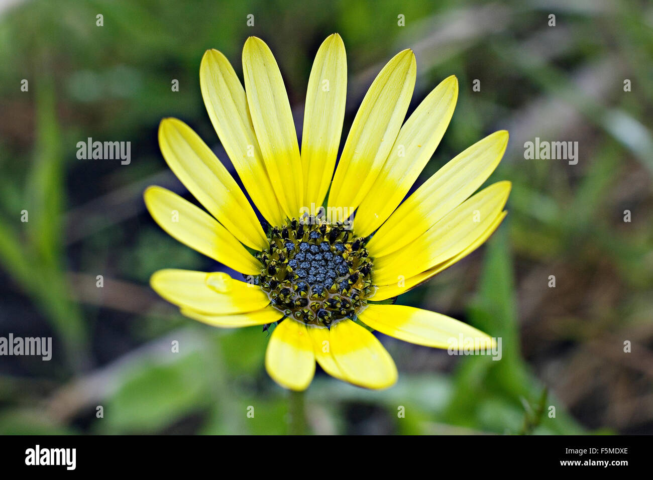 Blooming yellow flower, species unidentified Stock Photo - Alamy