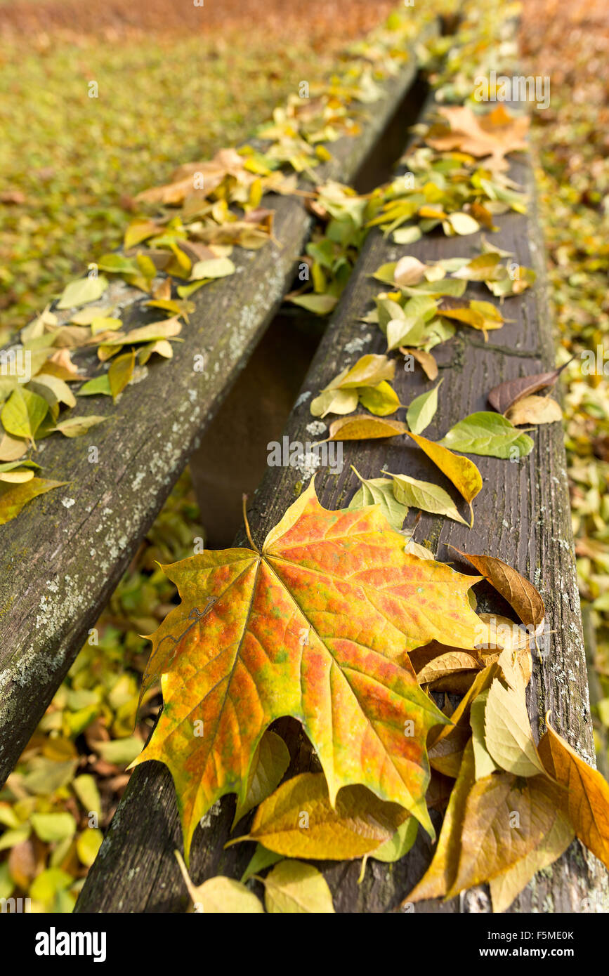 Banch of leaves hi-res stock photography and images - Alamy
