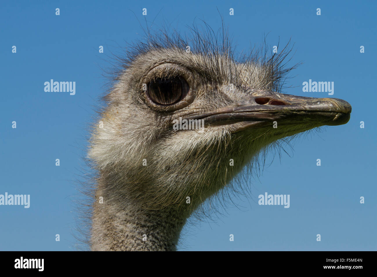 Ratite head hi-res stock photography and images - Alamy