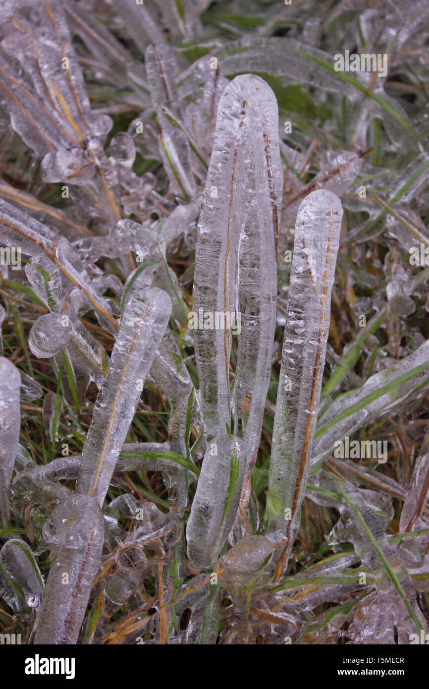 Green grass frozen in the ice Stock Photo - Alamy