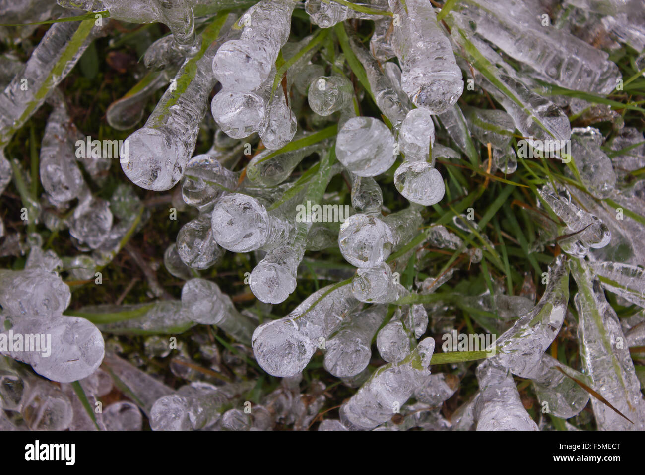 Green grass frozen in the ice Stock Photo - Alamy