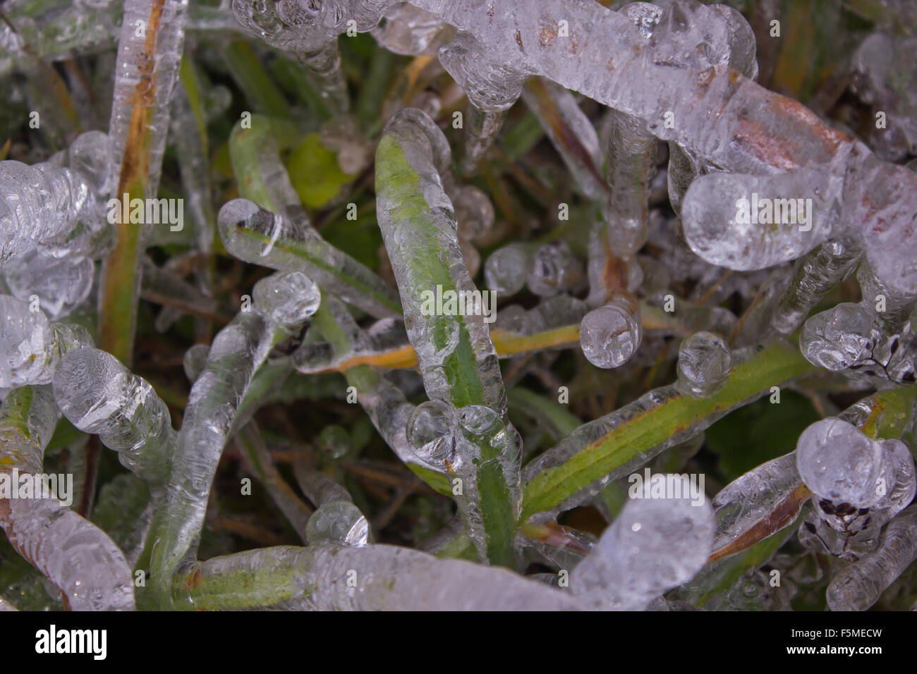 Green grass frozen in the ice Stock Photo - Alamy