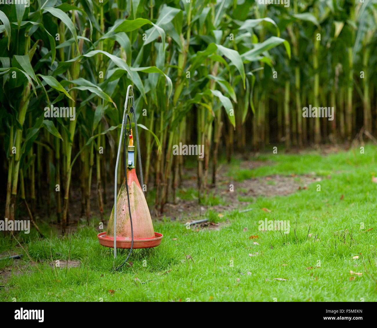 Pheasant feeder hi-res stock photography and images - Alamy