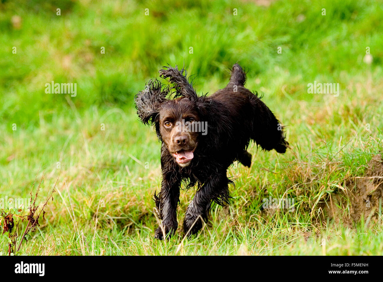 springer x cocker,sprocker running Stock Photo - Alamy