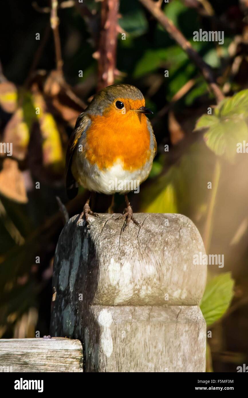 Robin in sunshine on a post Stock Photo - Alamy