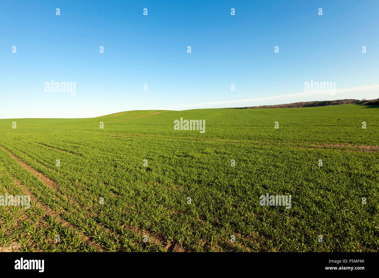 agricultural field . spring Stock Photo - Alamy