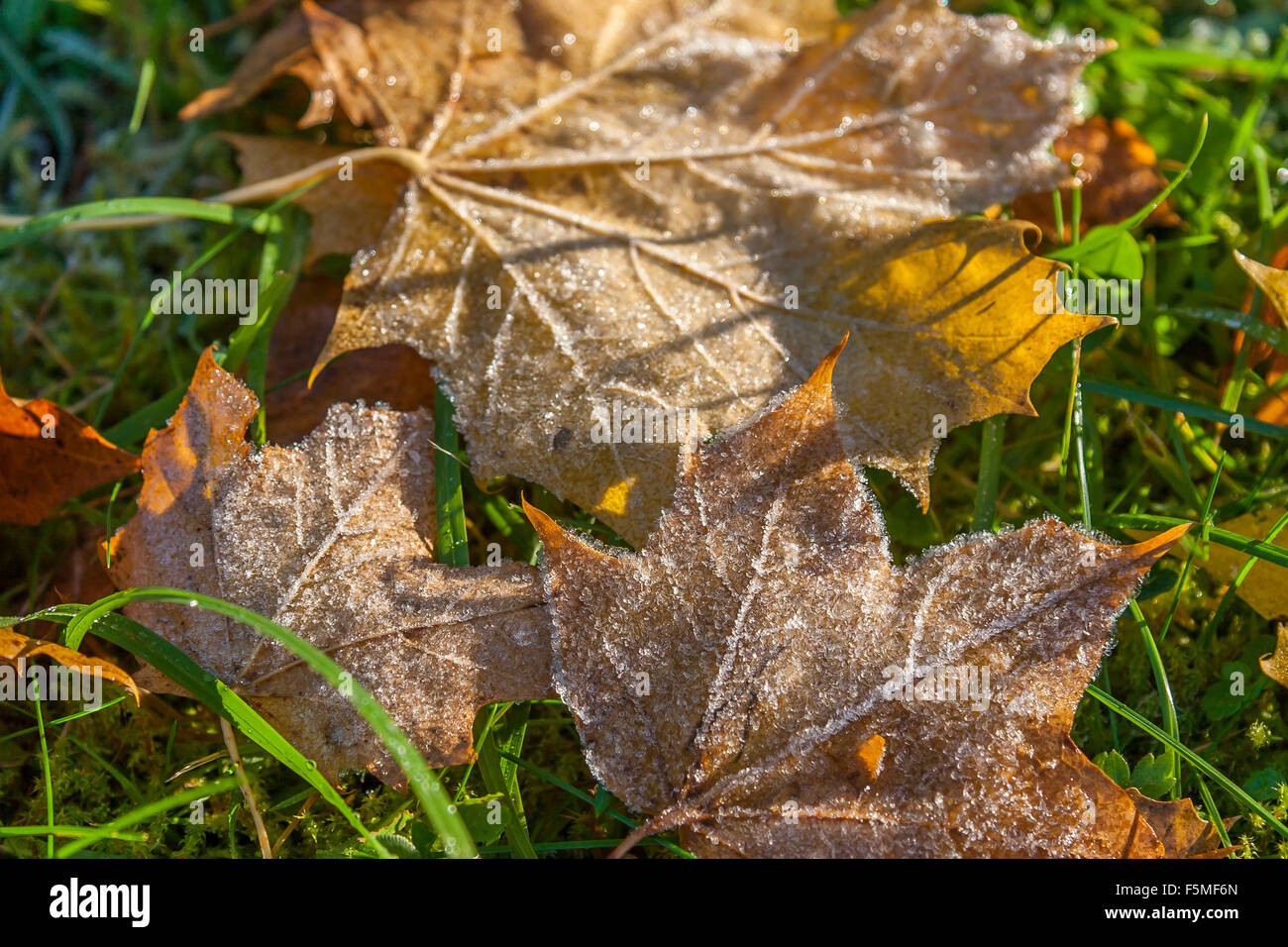 Frozen Autumn Leaves Stock Photo - Alamy