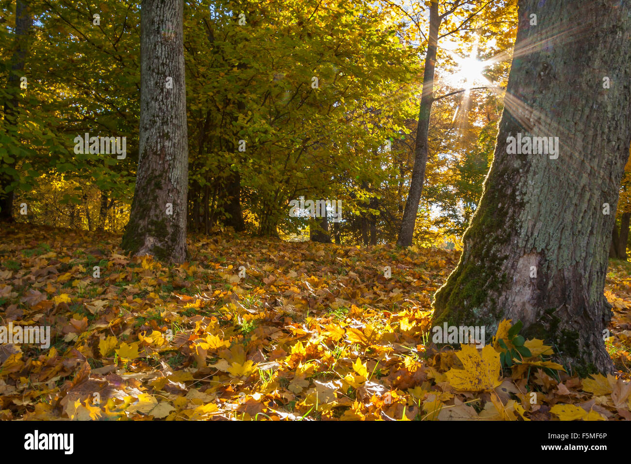 Shining autumn leaf hi-res stock photography and images - Alamy