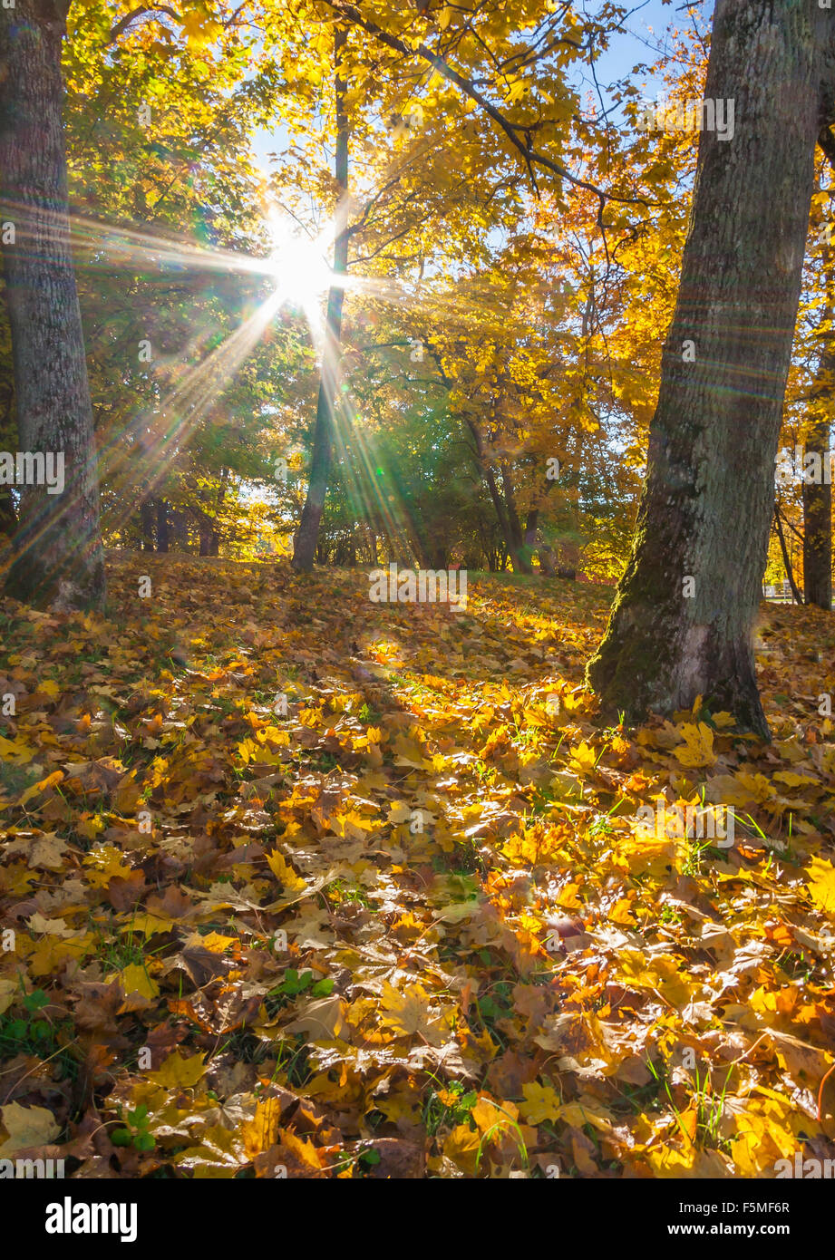 Sun Shining Through The Autumn Tree Stock Photo - Alamy