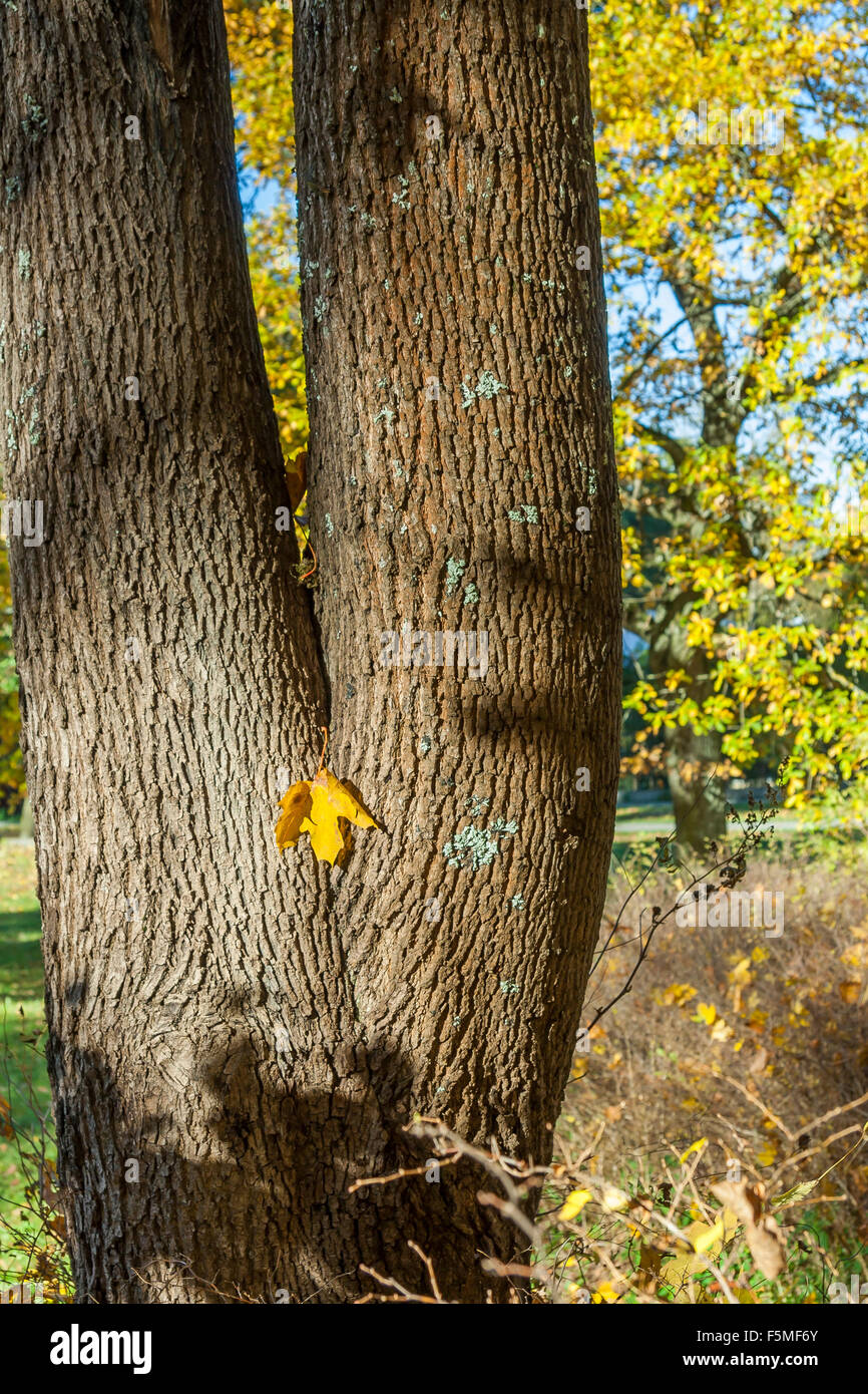 Maple leaf forest hi-res stock photography and images - Alamy