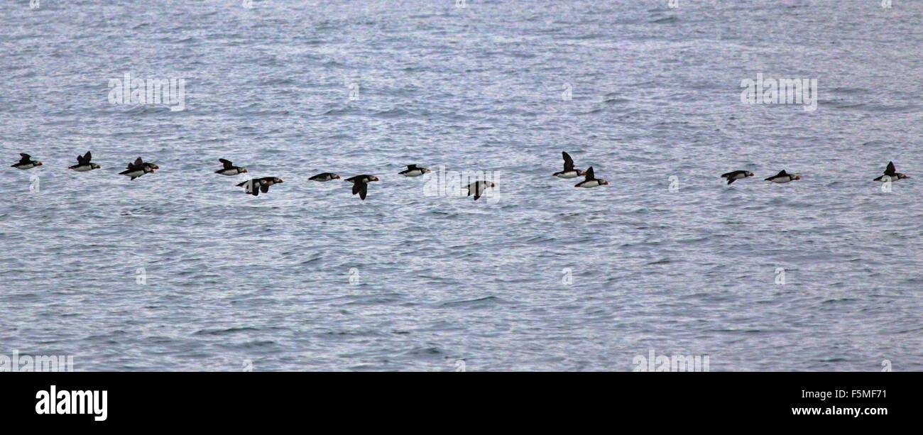 Puffin flock hi-res stock photography and images - Alamy