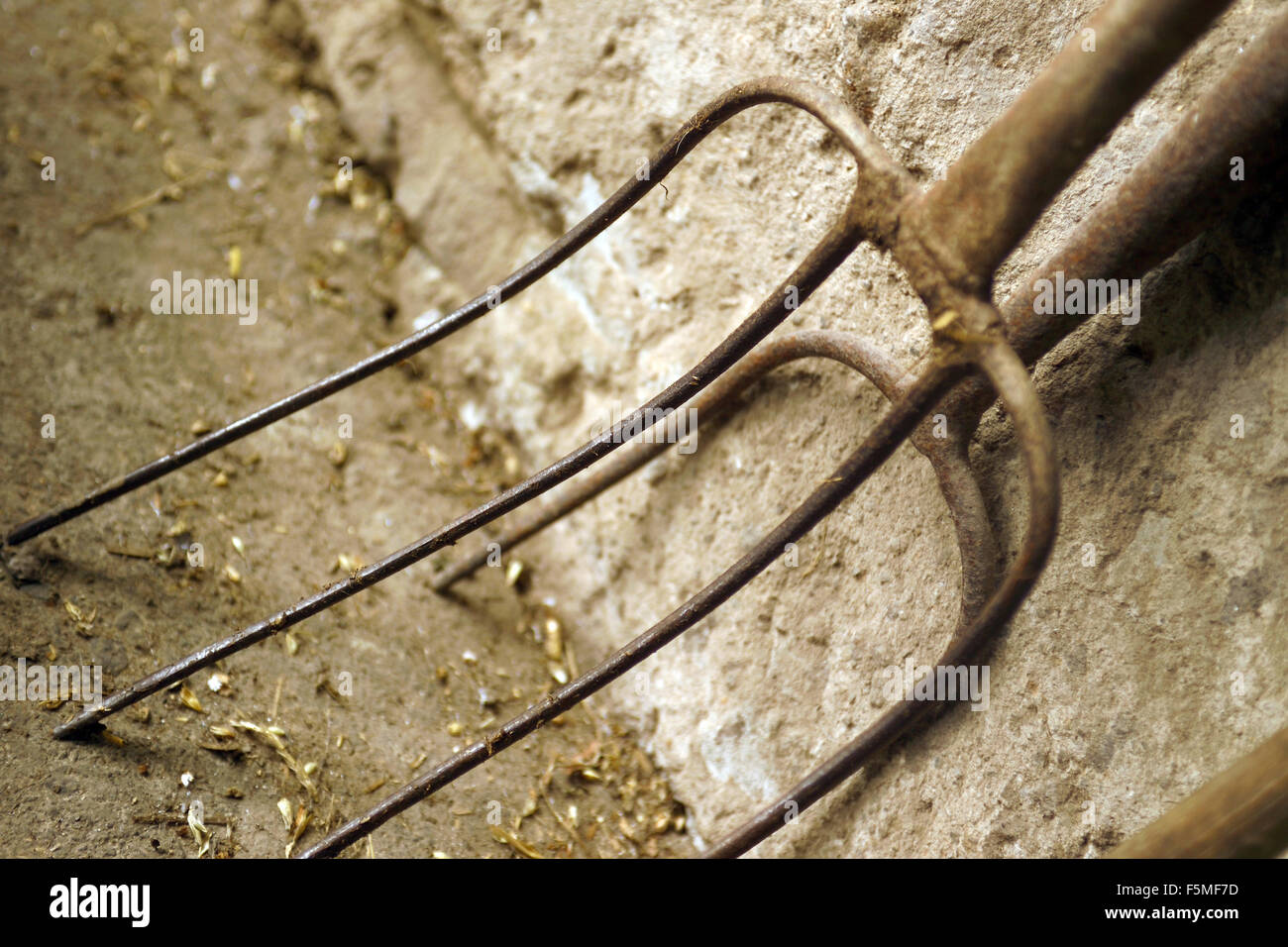Old pitchfork in barn / Farming tool Stock Photo - Alamy