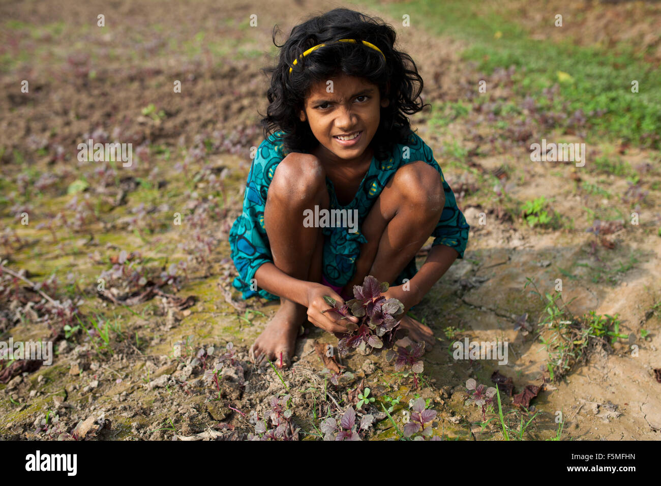 Dhaka, Bangladesh. 6th November, 2015. A village girl collect vegetable ...