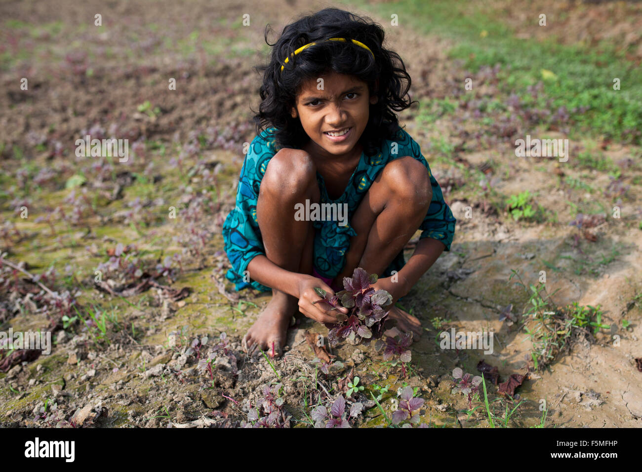 Dhaka, Bangladesh. 6th November, 2015. A village girl collect vegetable ...