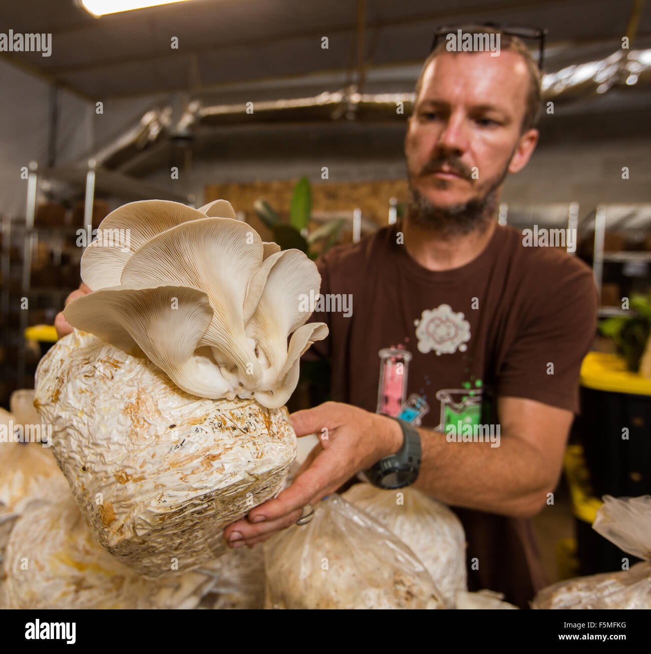 Mushrooms grown in a lab or farm Stock Photo - Alamy