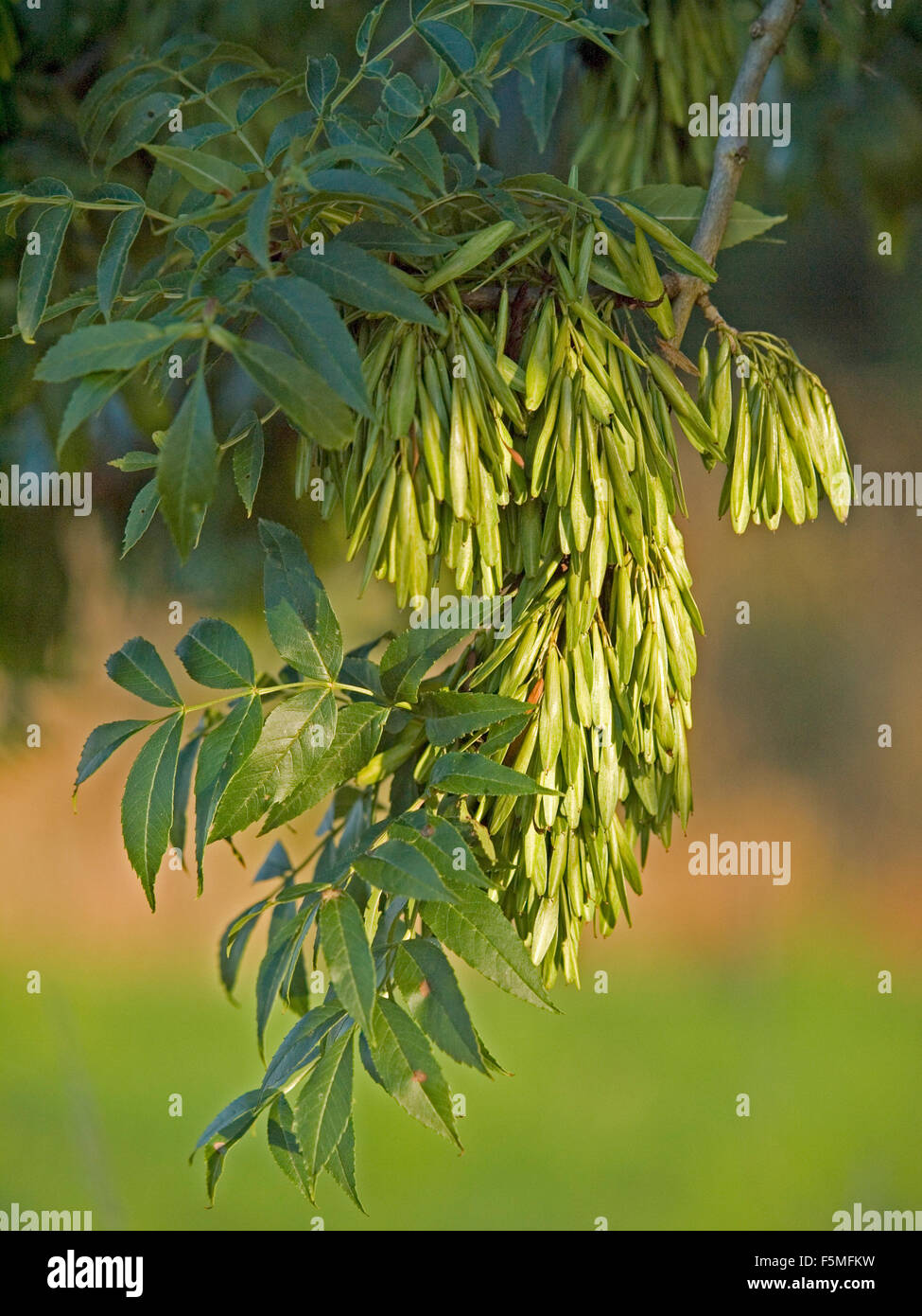 Ash keys hi-res stock photography and images - Alamy