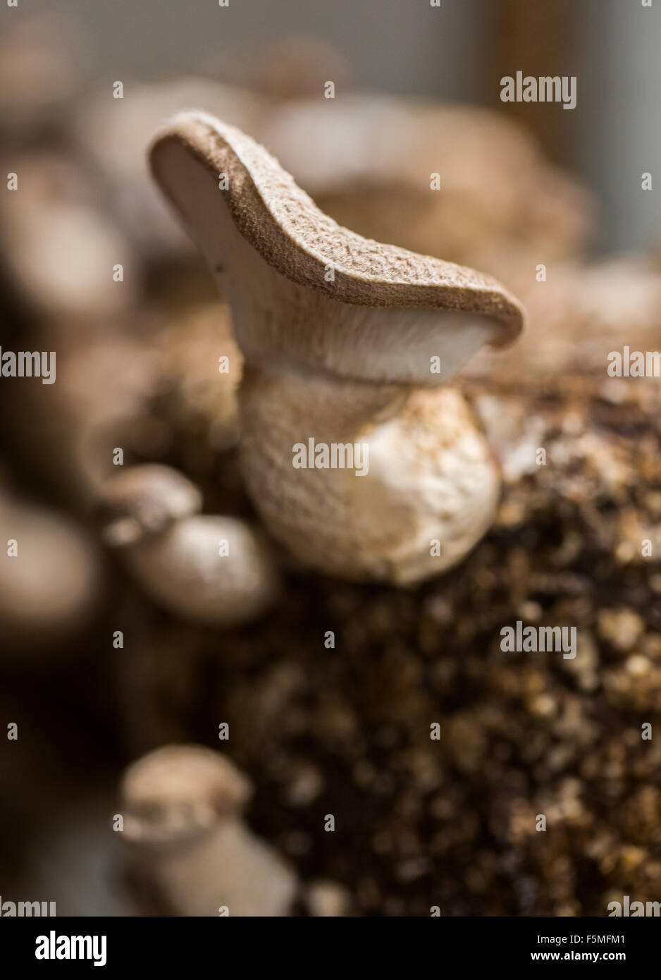 Mushrooms grown in a lab or farm Stock Photo - Alamy