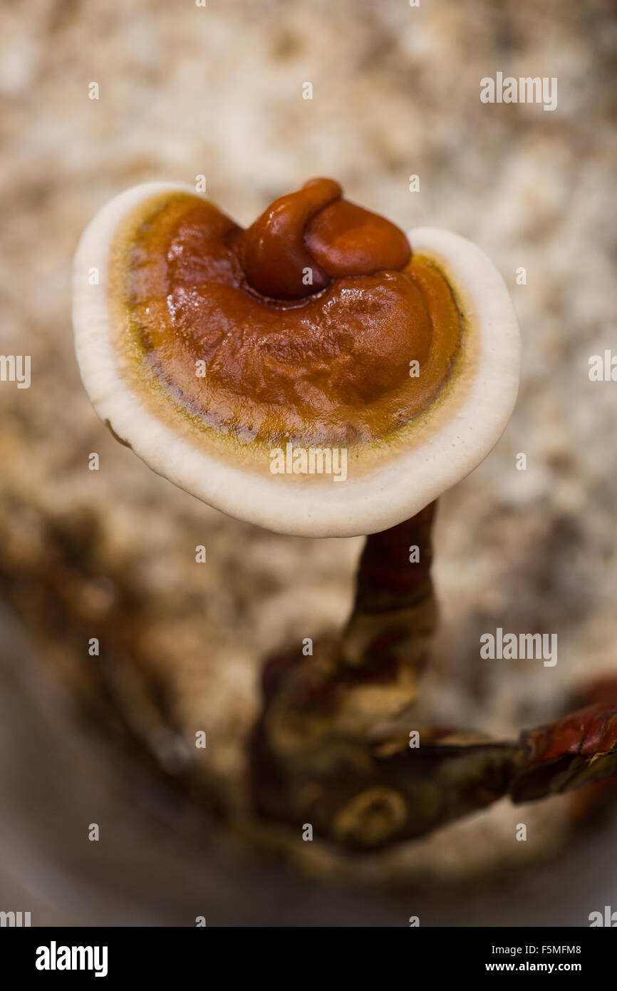 Mushroom grown in a lab or farm Stock Photo - Alamy