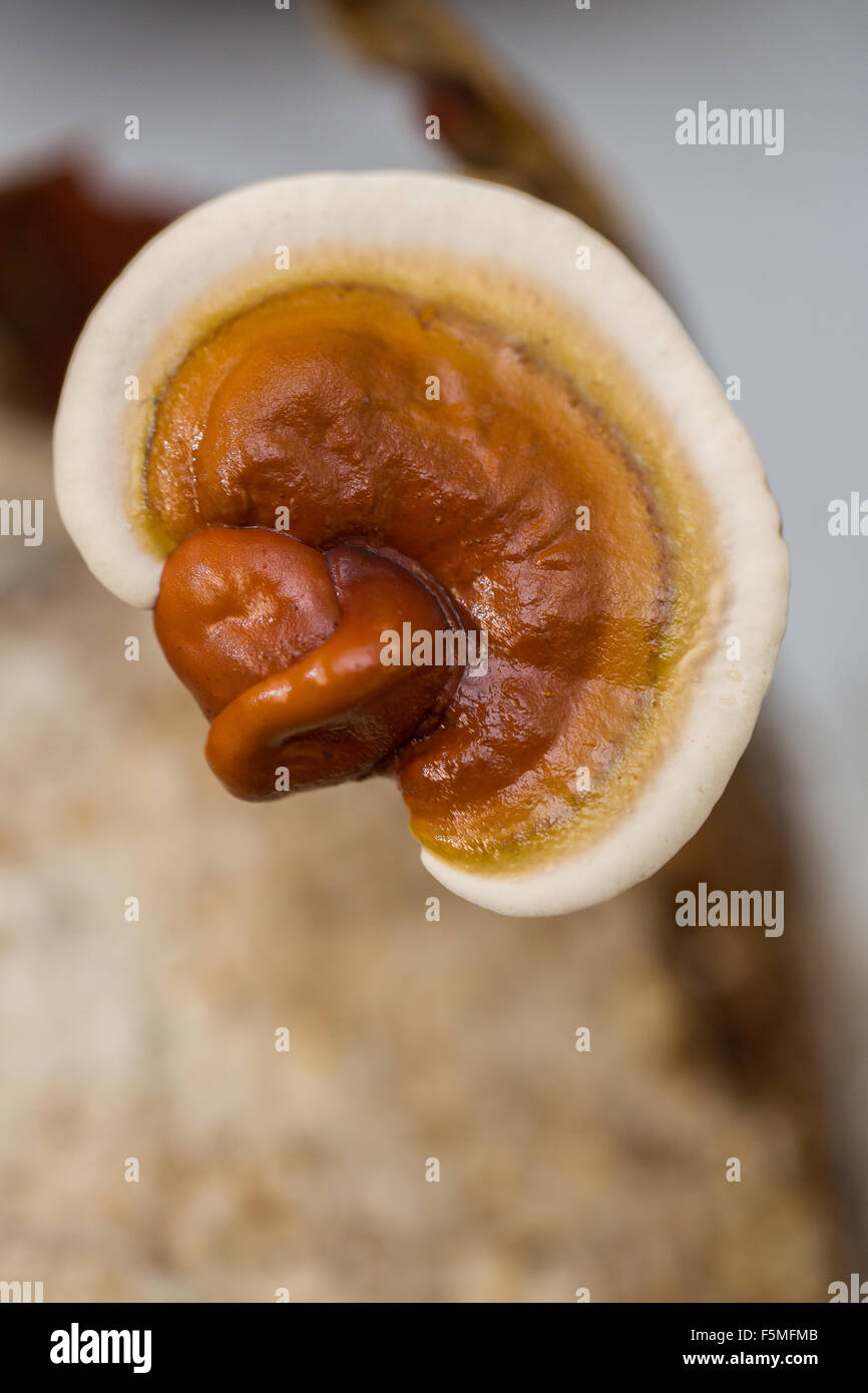 Mushrooms grown in a lab or mushroom farm Stock Photo - Alamy