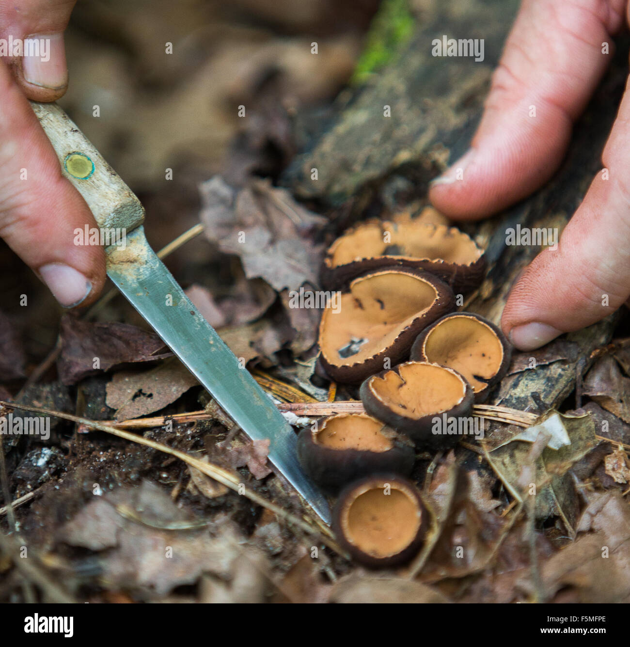 Mushroom hunting in south carolina hi-res stock photography and images ...