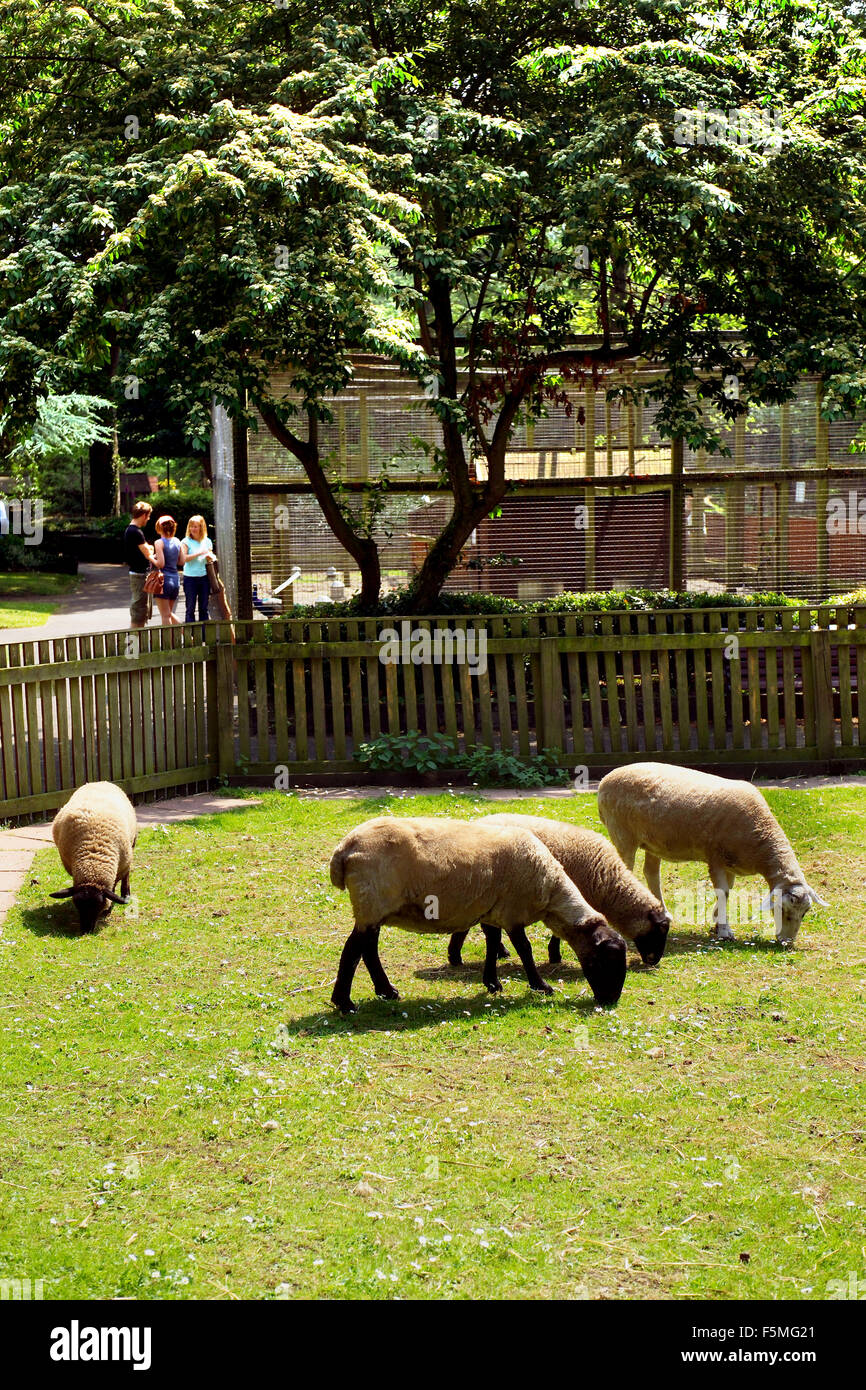 Pets corner hi-res stock photography and images - Alamy