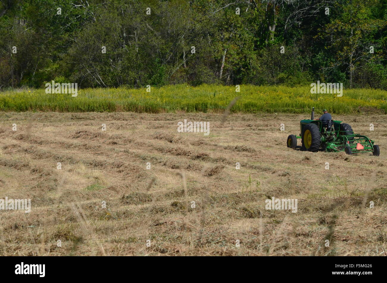 Raking hay hi-res stock photography and images - Alamy