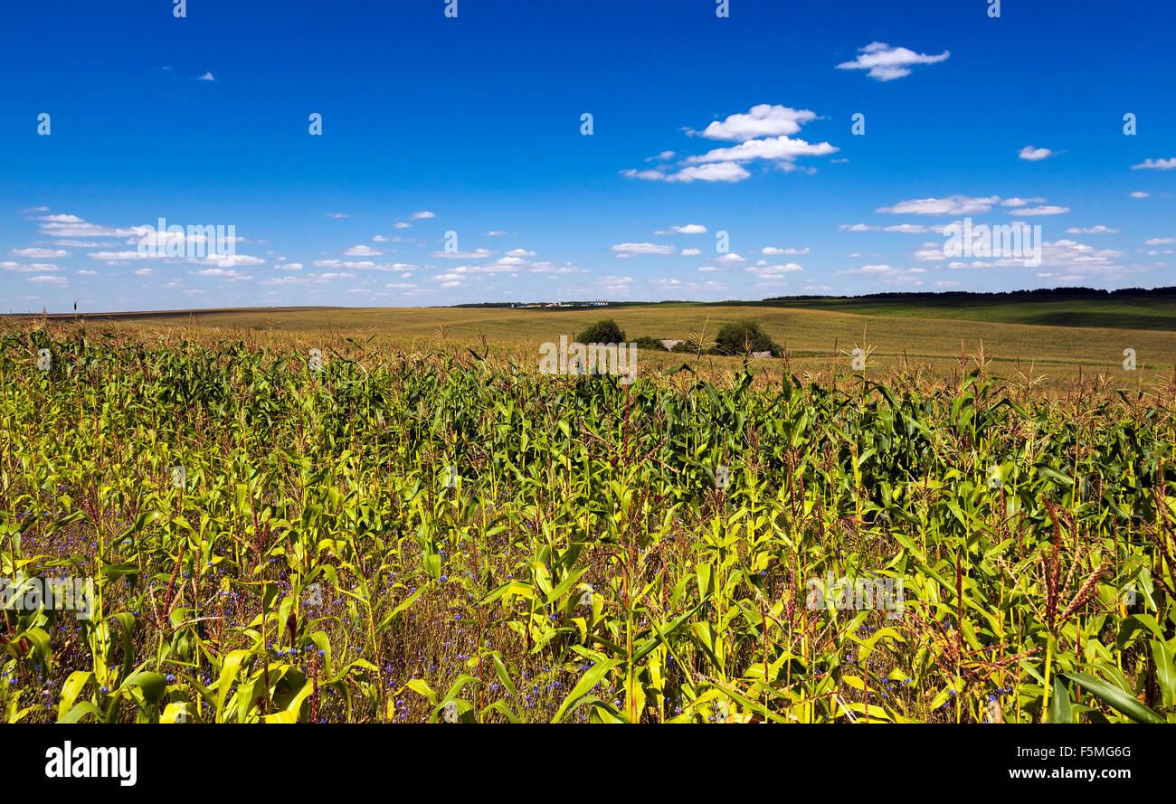 sprouted corn . field Stock Photo - Alamy