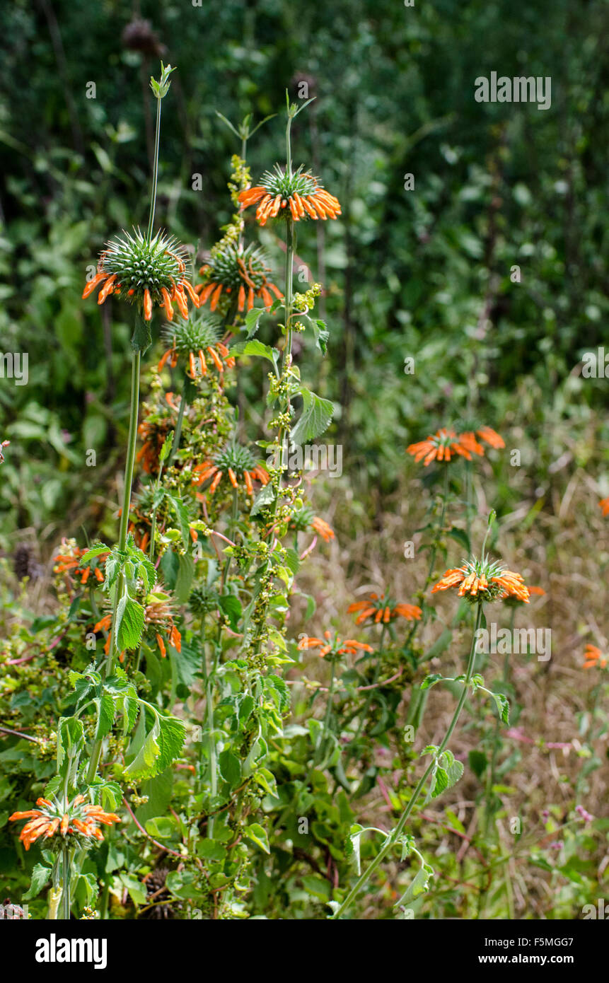 Lions ear hi-res stock photography and images - Alamy