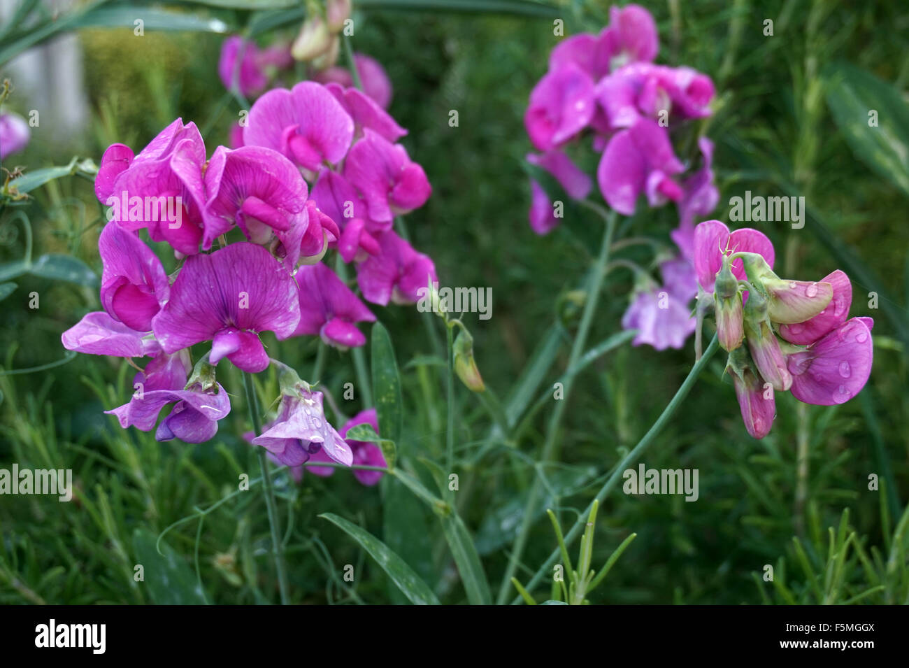 Pink sweet pea flowers Stock Photo - Alamy