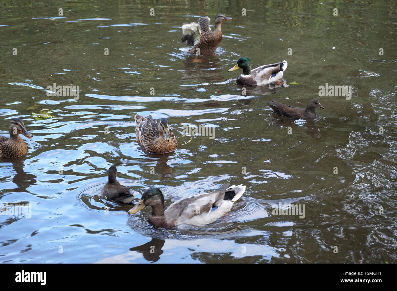 Ducks on a pond, England, UK Stock Photo - Alamy