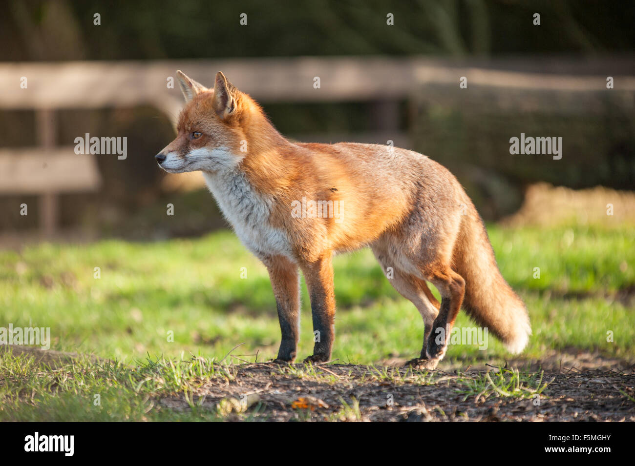 Fox standing hi-res stock photography and images - Alamy