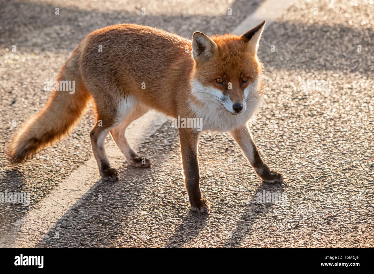 Standing fox on road line Stock Photo - Alamy