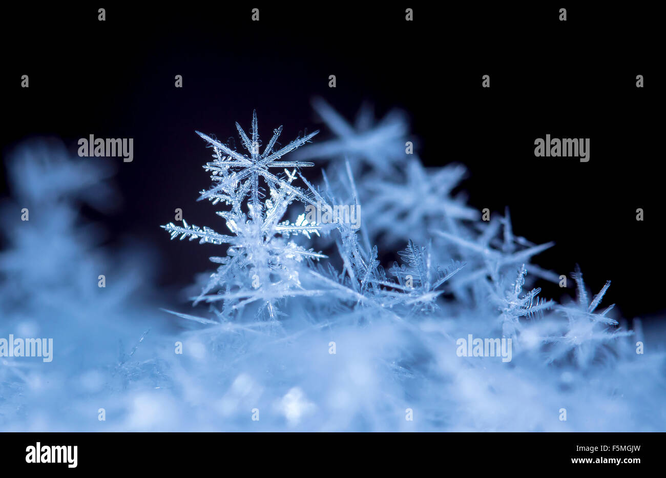 Real snowflake hi-res stock photography and images - Alamy
