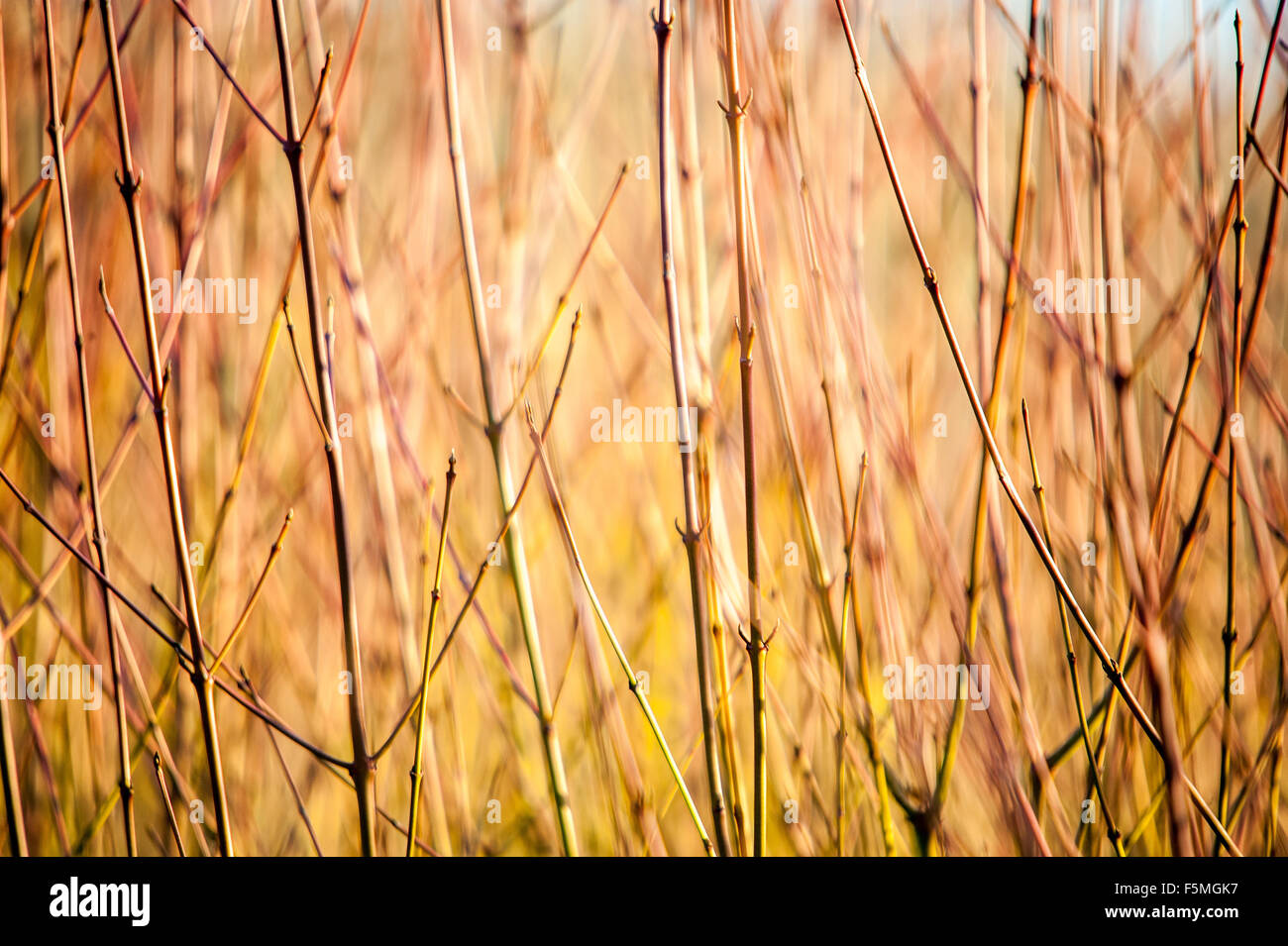 Warm light trees Stock Photo - Alamy