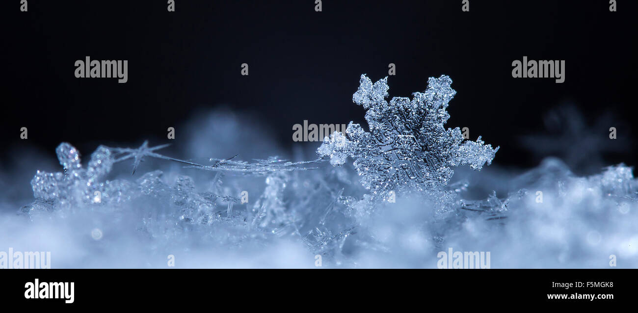 natural snowflakes on snow Stock Photo - Alamy