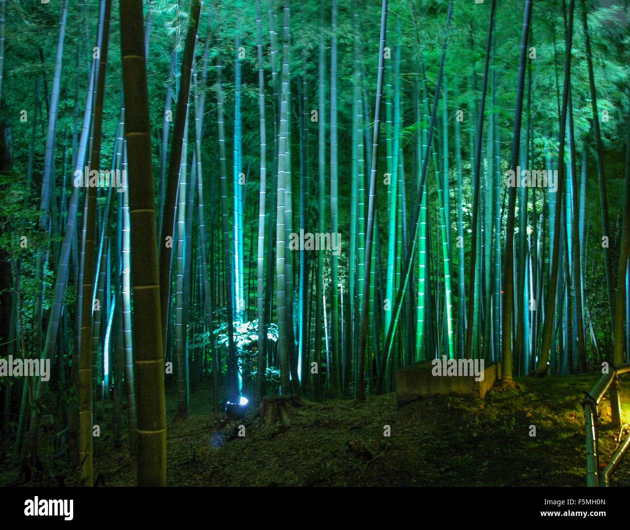 Bamboo forest japan night hi-res stock photography and images - Alamy