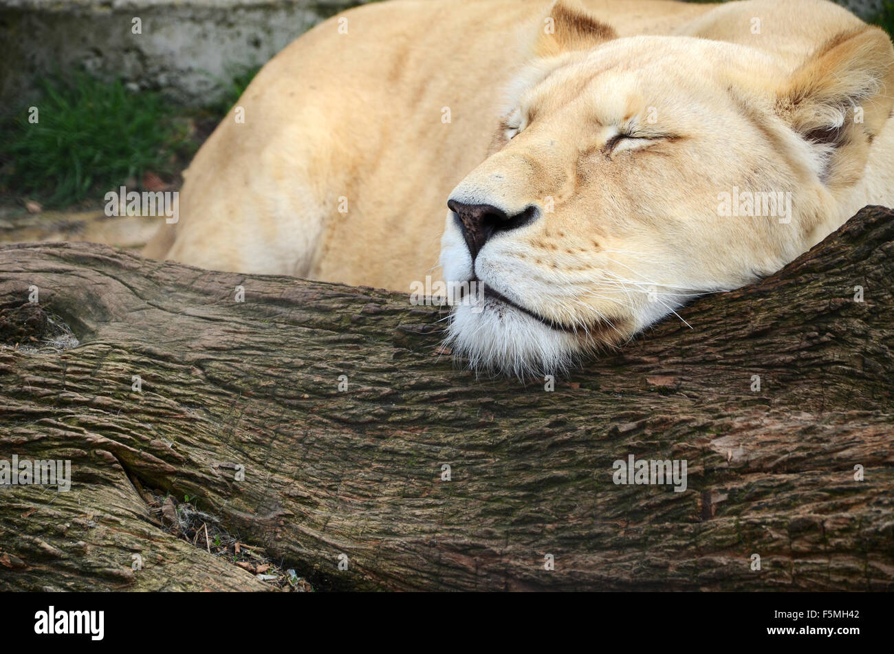 Lioness sleep sleeping hi-res stock photography and images - Alamy