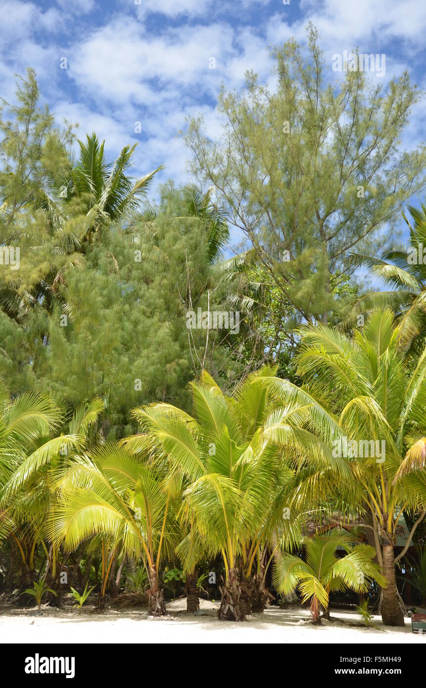 Palm trees, Rarotonga, Cook Islands Stock Photo - Alamy