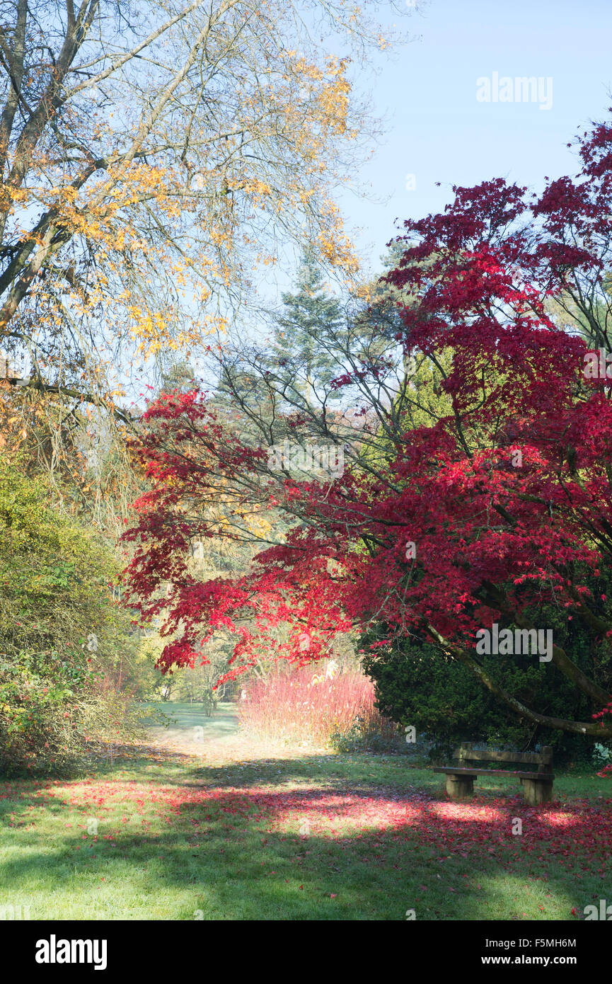 Acer trees in autumn at Westonbirt Arboretum, Gloucestershire, England ...