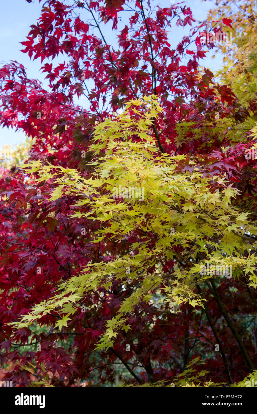 Acer palmatum 'beni kawa' tree leaves changing colour in autumn. UK ...