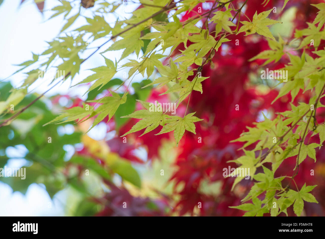 Acer palmatum beni kawa tree hi-res stock photography and images - Alamy
