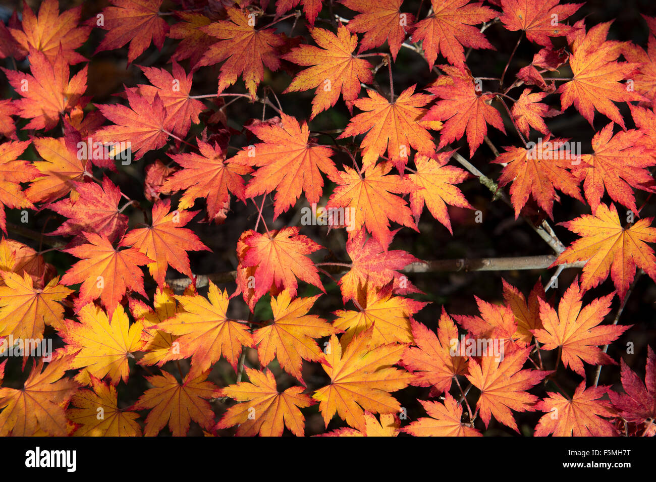 Acer pseudosieboldianum. Korean Maple tree leaves changing colour in ...