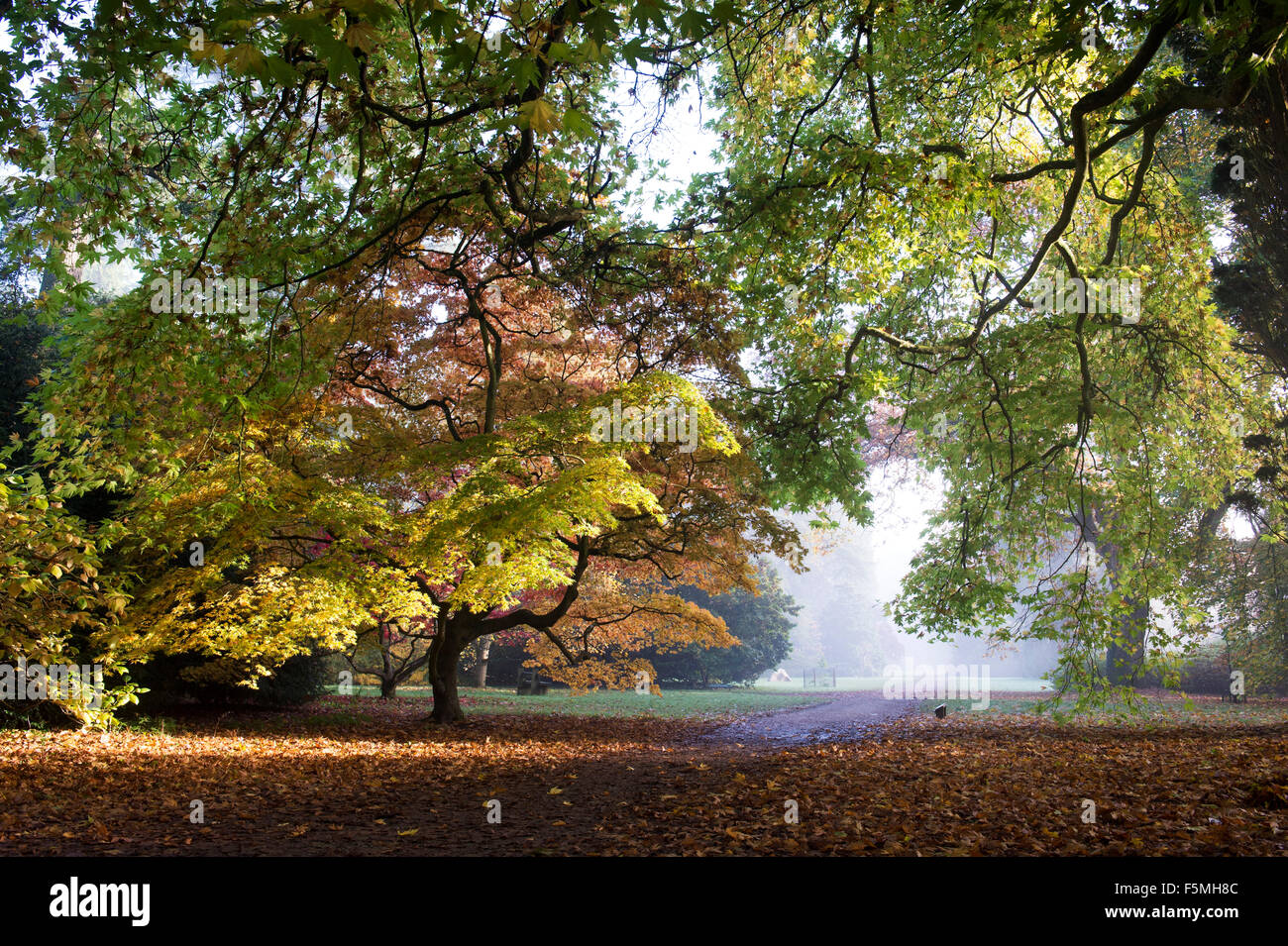 Westonbirt arboretum maples hi-res stock photography and images - Alamy