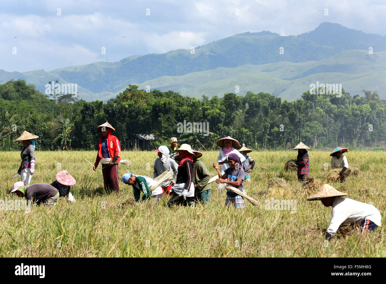 Field workers harvesting rice, near Columbia, Mindanao island, The ...