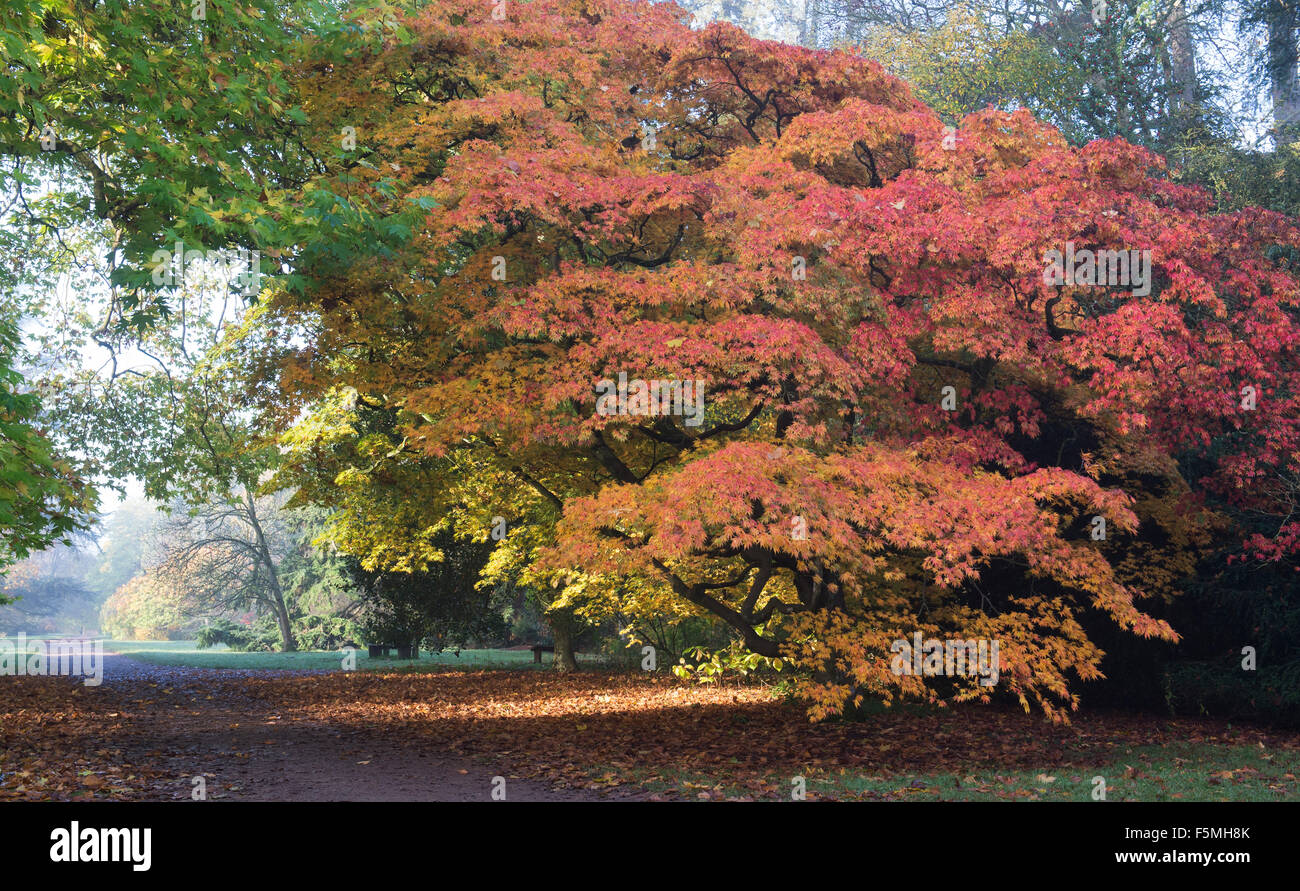 Acer trees in autumn at Westonbirt Arboretum, Gloucestershire, England ...
