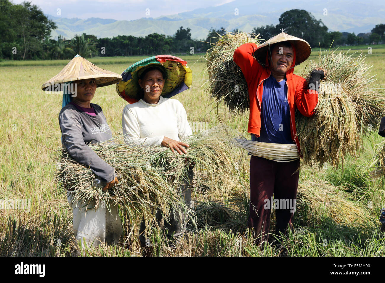 Philippine Rice Field Harvest