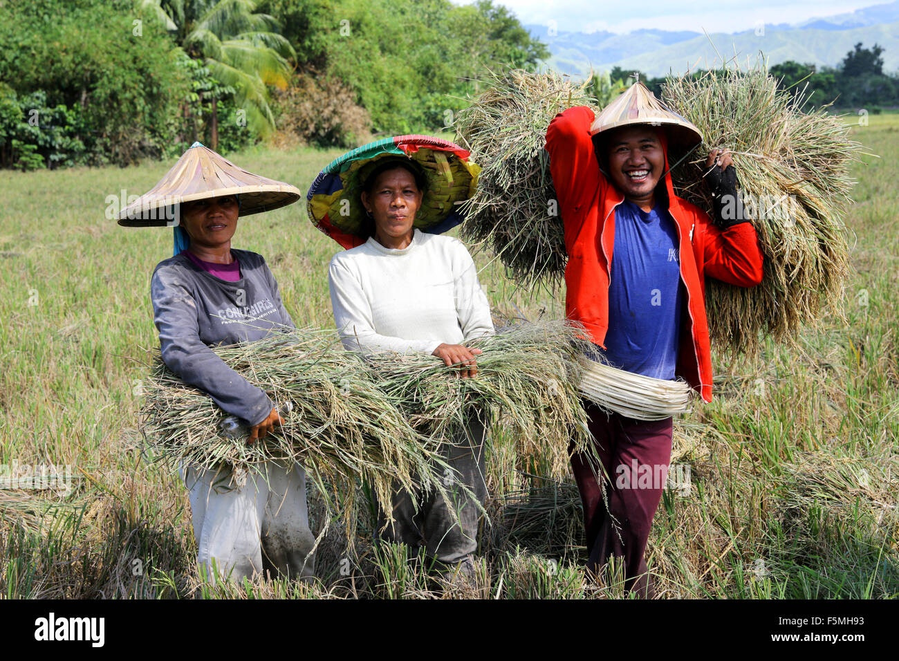 Field workers harvesting rice, near Columbia, Mindanao island, The ...