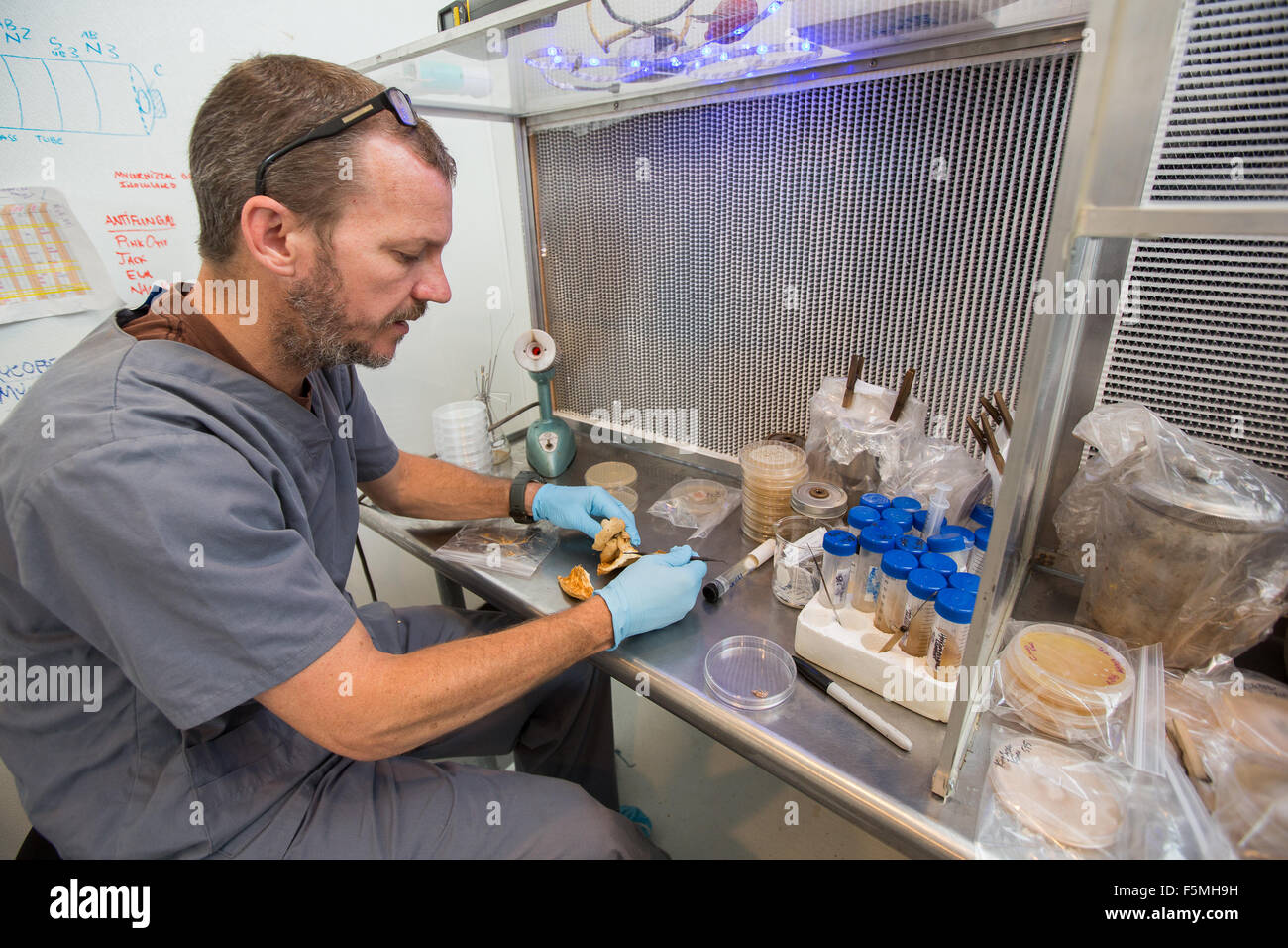Mushrooms growing lab hi-res stock photography and images - Alamy